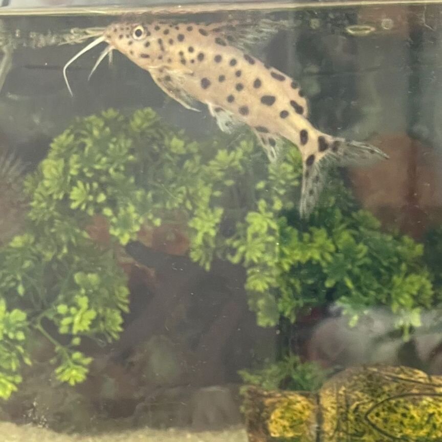 Сомик синодонтис 12 см