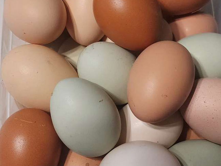 Инкубационное яйцо, цыплята