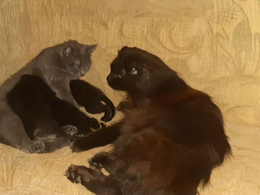 Котята
