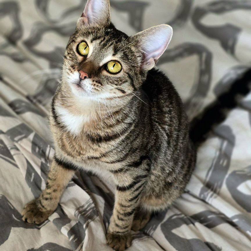 Кошка Санни в добрые руки