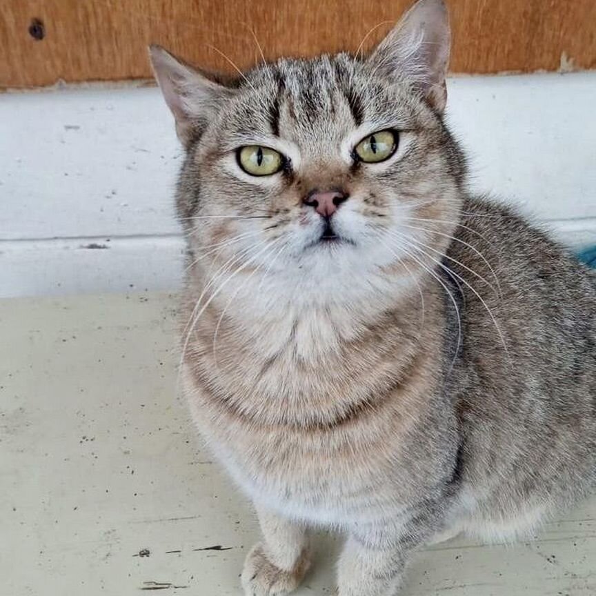 Молодой котик Кузя ищет дом