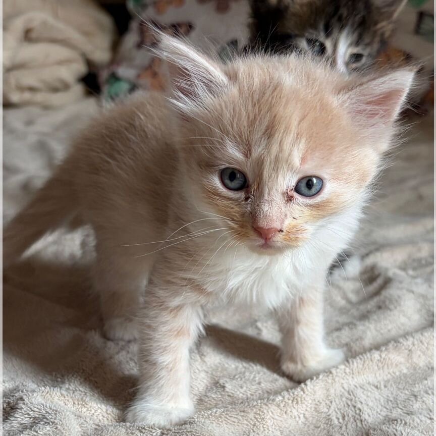 Котёнок в добрые руки