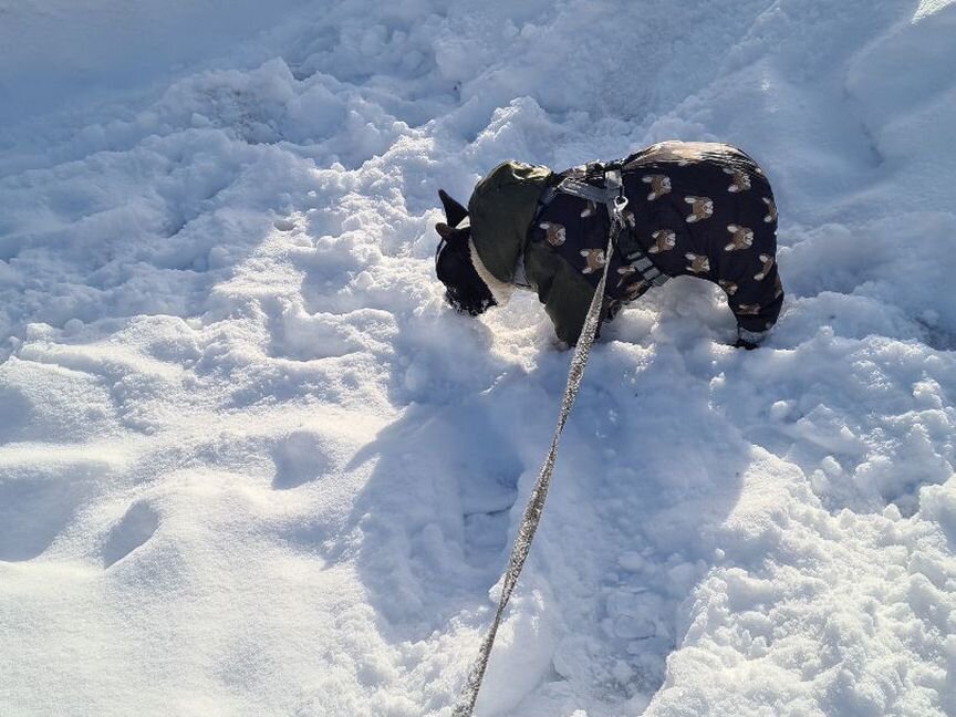 Французский бульдог щенки