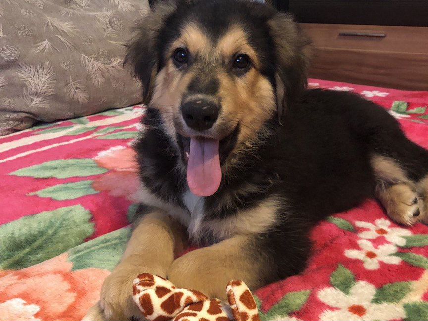 Супер щенок Ричард-Львиное Сердце, в дар