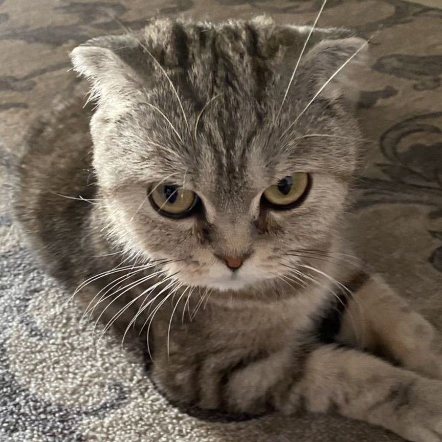 Шотландский вислоухий длинношёрстный котёнок