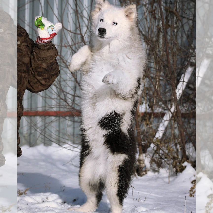 Якутская лайка, щенок