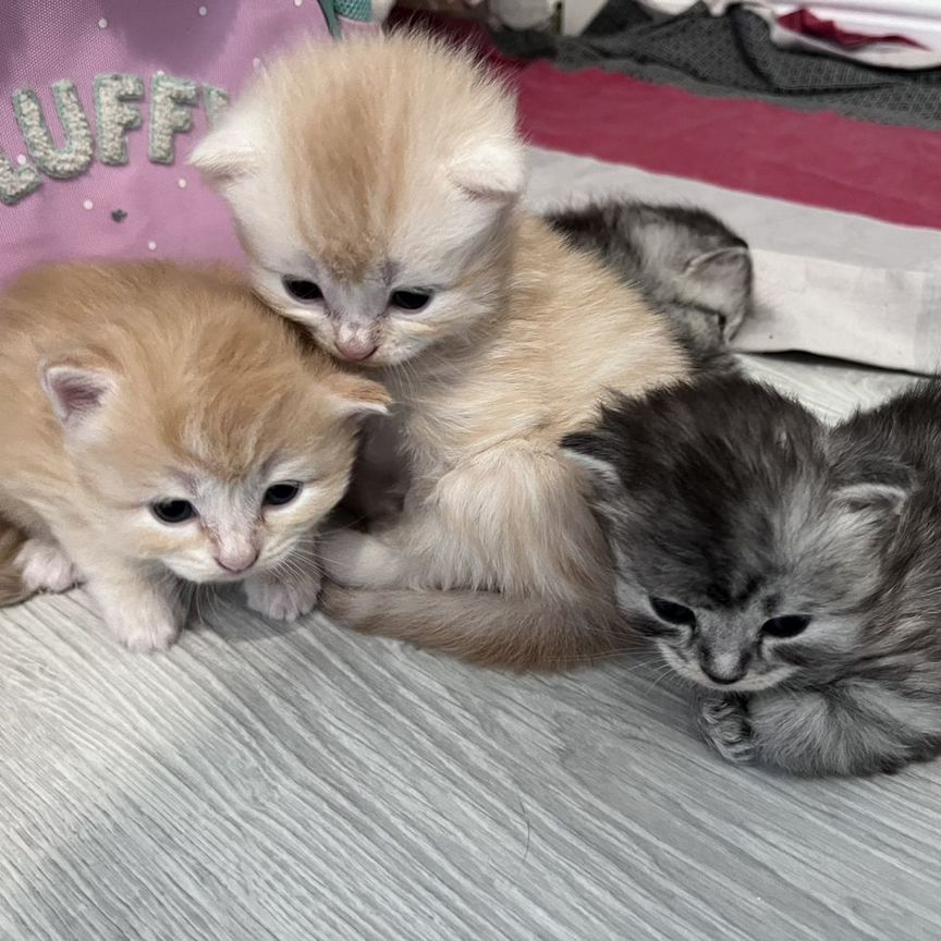 Пушистые котята ищут добрые руки
