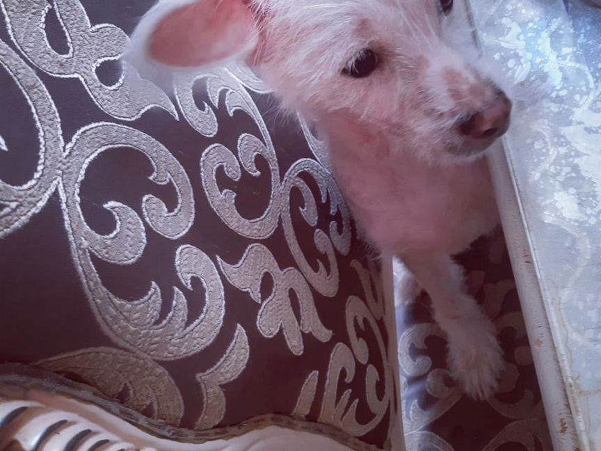 Классный китаец 3 мес