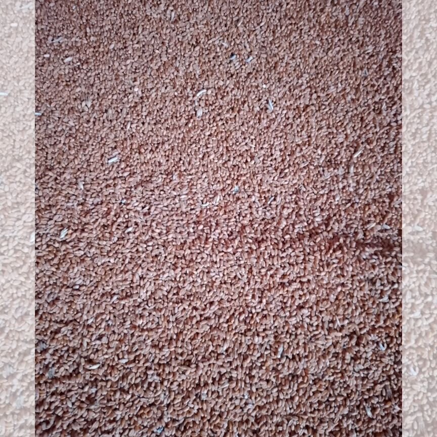 Продажа зерна пшеницы