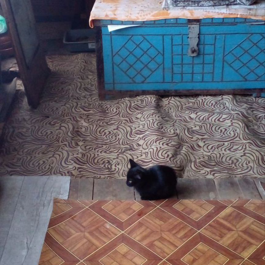 Котята В добрые руки приучены к лотку