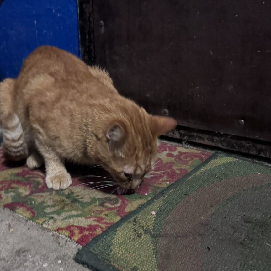 Коты в добрые руки