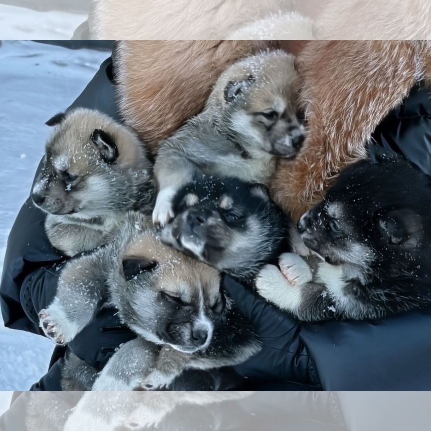 Щенок в добрые руки