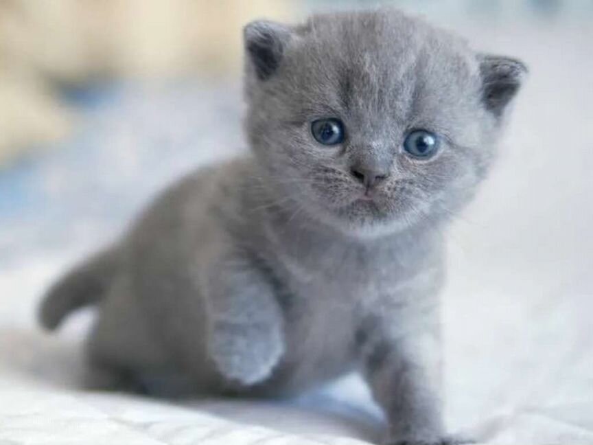 Кошечка шотландская вислоухая голубая