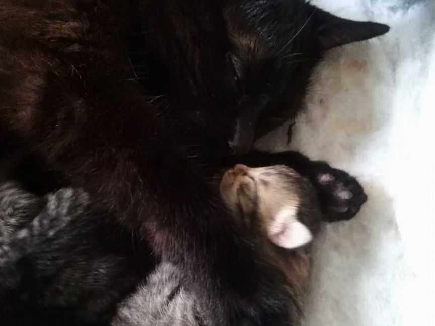 Котята раздаю