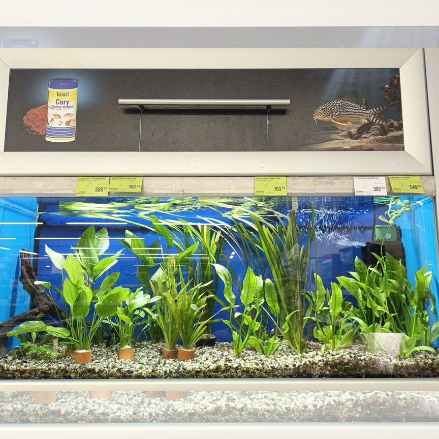 Аквариумные рыбки и растения