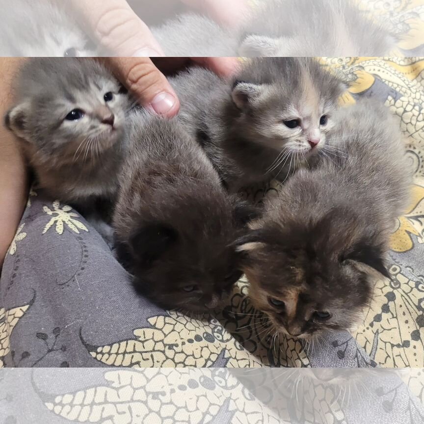 Сибирские котята в добрые руки