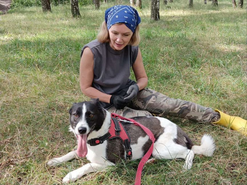 Ласковая собака из приюта ищет дом