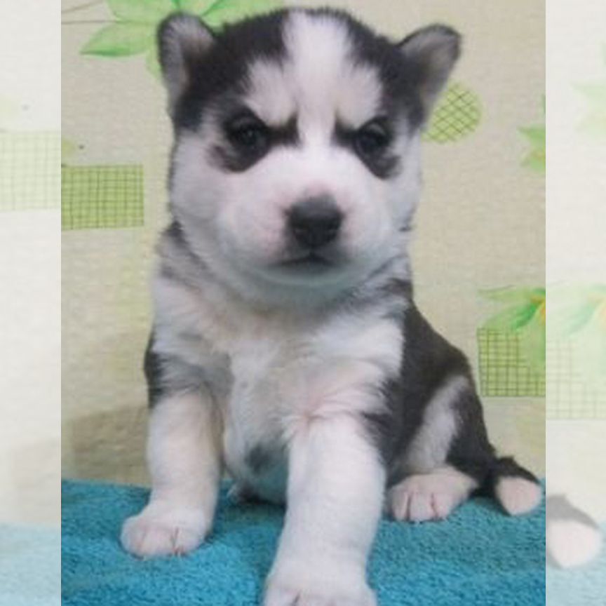 Добротные собачки хаски с документами