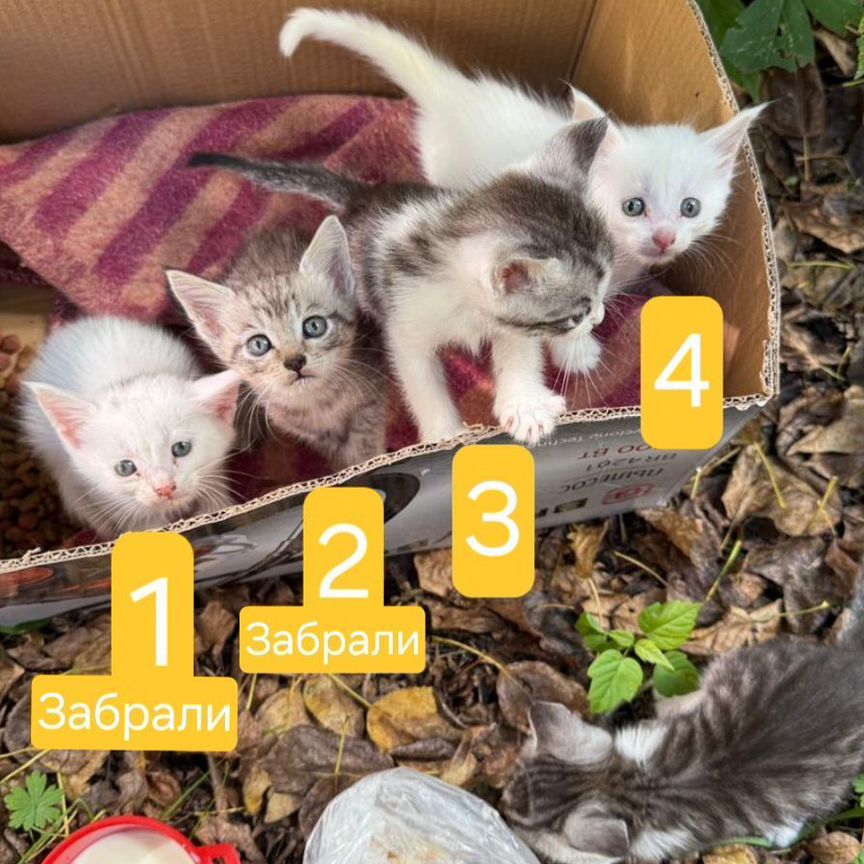 Котята в добрые руки