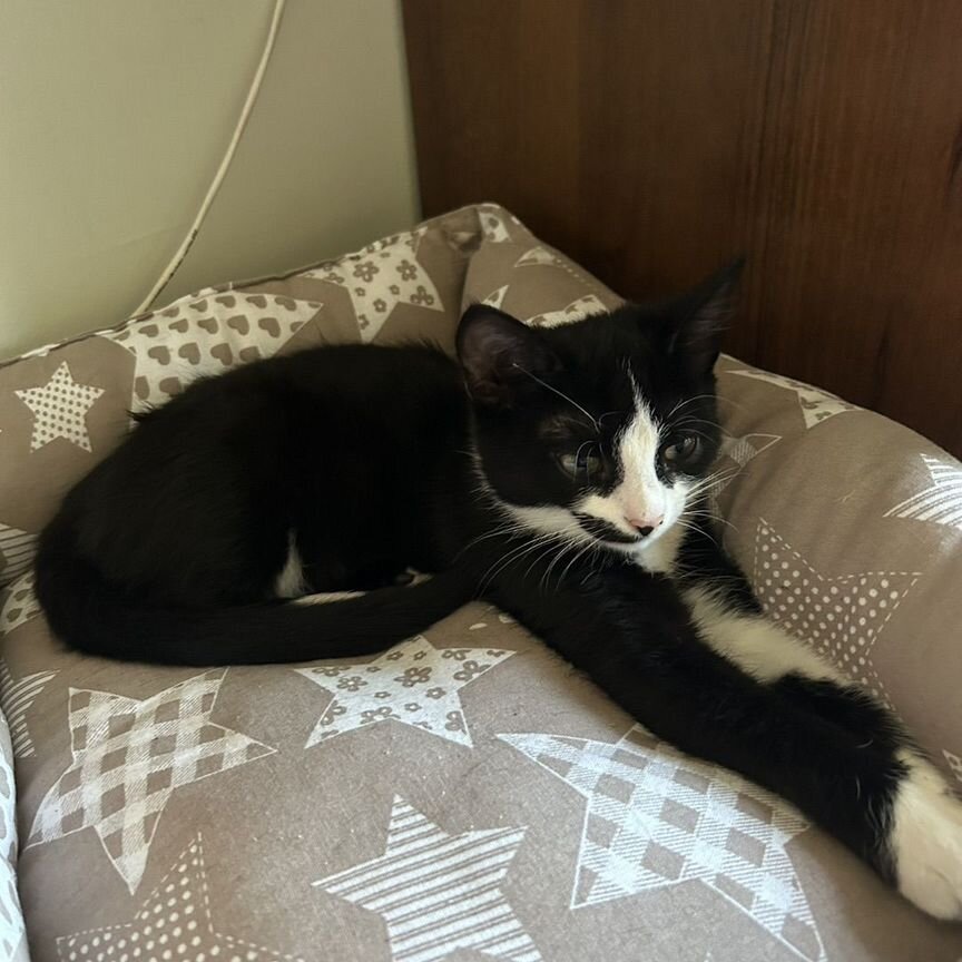 Котенок девочка отдадим в добрые руки