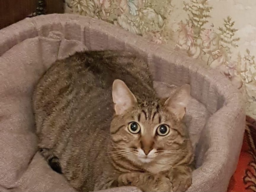 Кот Петя