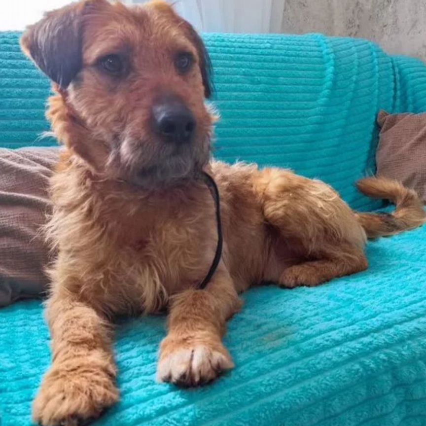 Дратхаар, взрослый пёс