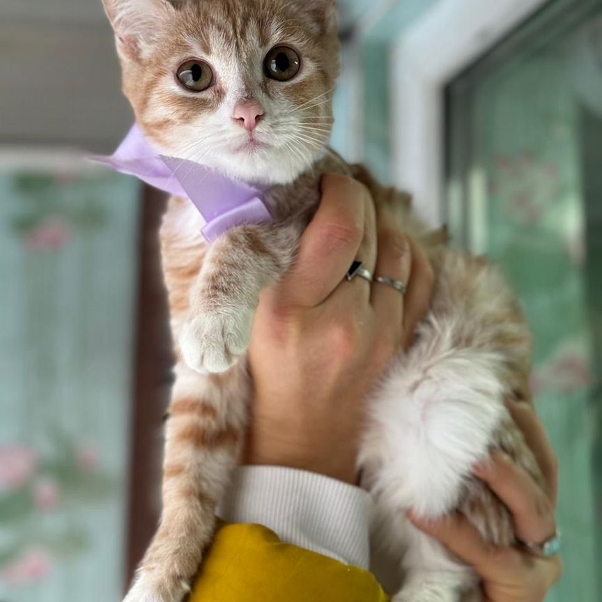 Все уехали а он остался