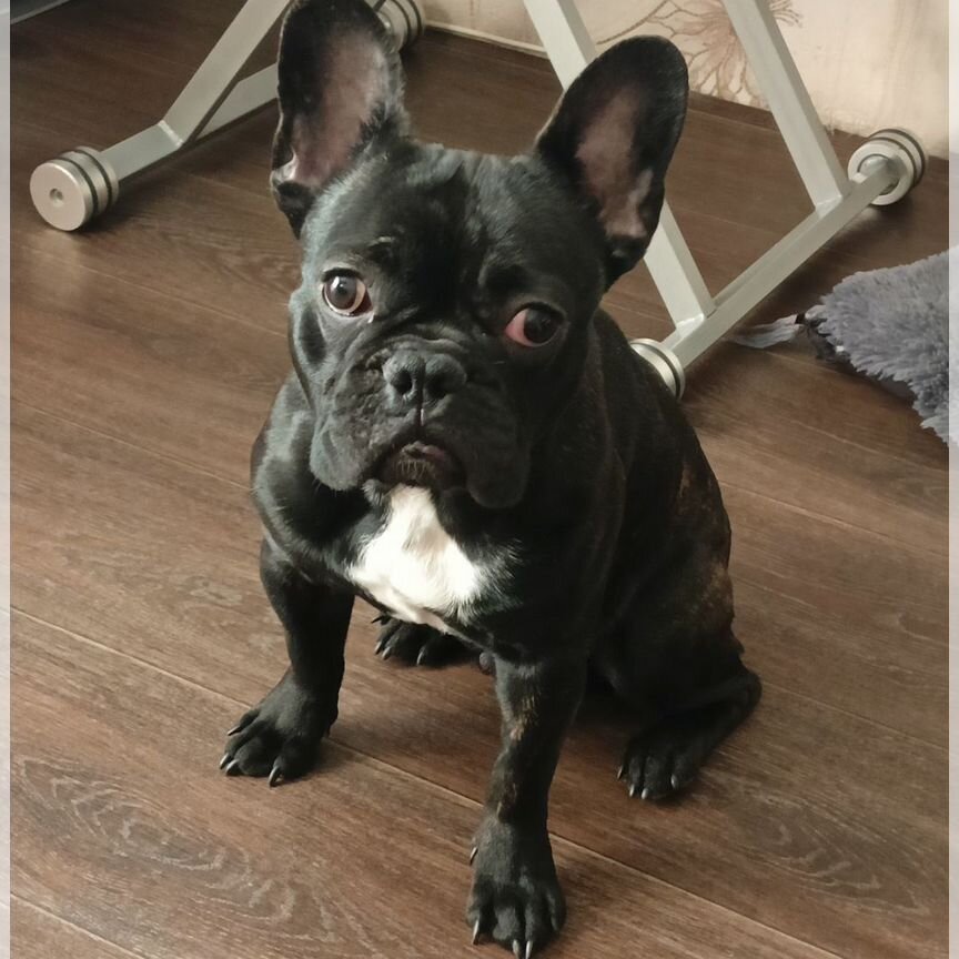 Французский бульдог, щенок