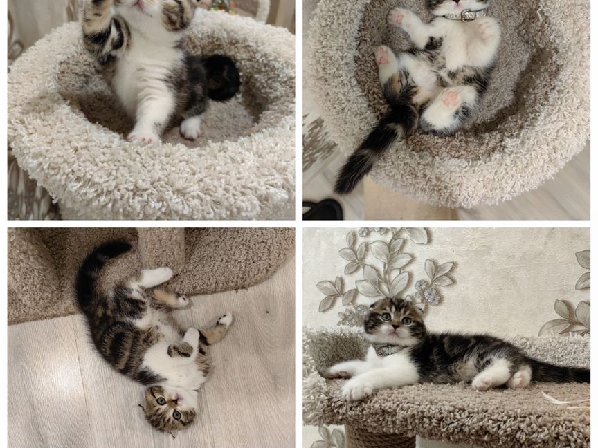 Шотландские котята