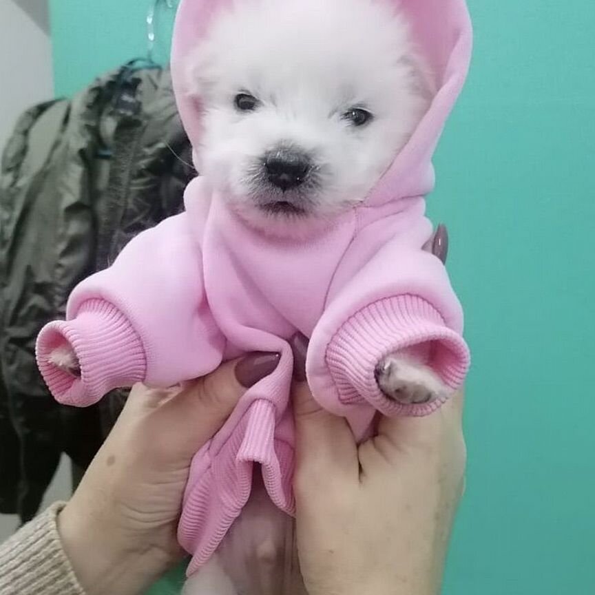 Щенок самоеда