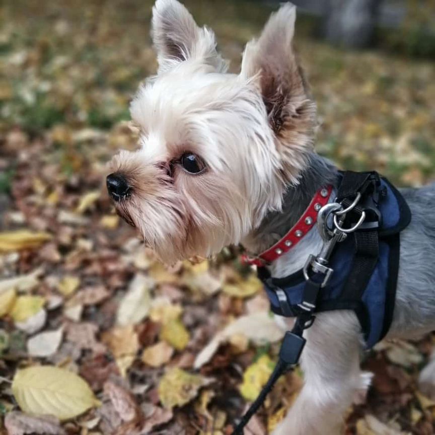 Йоркширский терьер 1 год