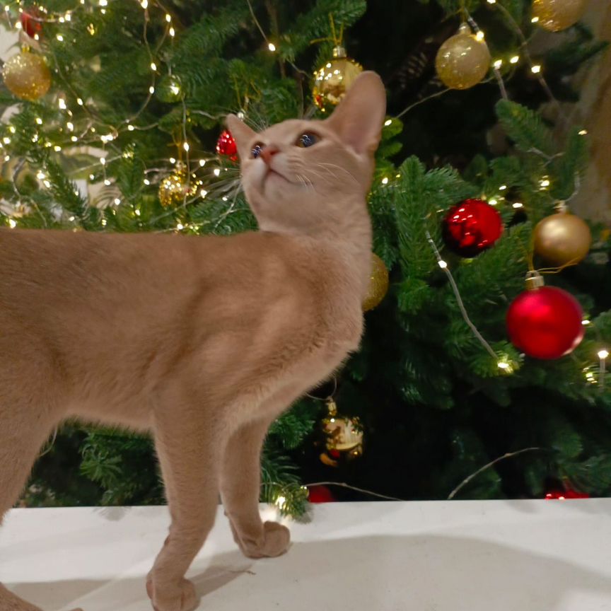 Фавн девочка