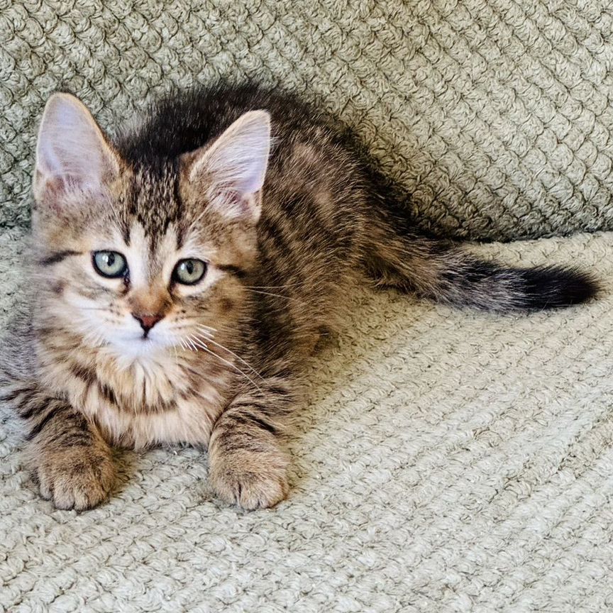 Котенок 2,5 месяца в добрые руки