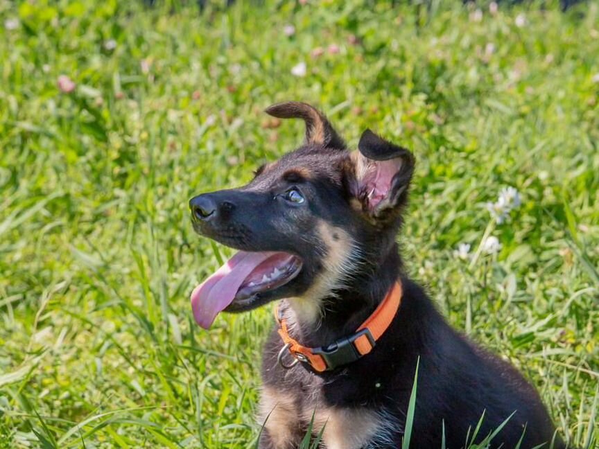 Щенок девочка Харли 4 месяца