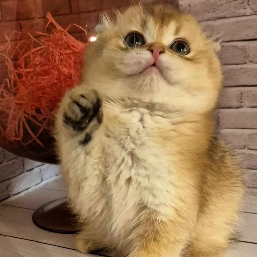 Шотландский вислоухий мальчик