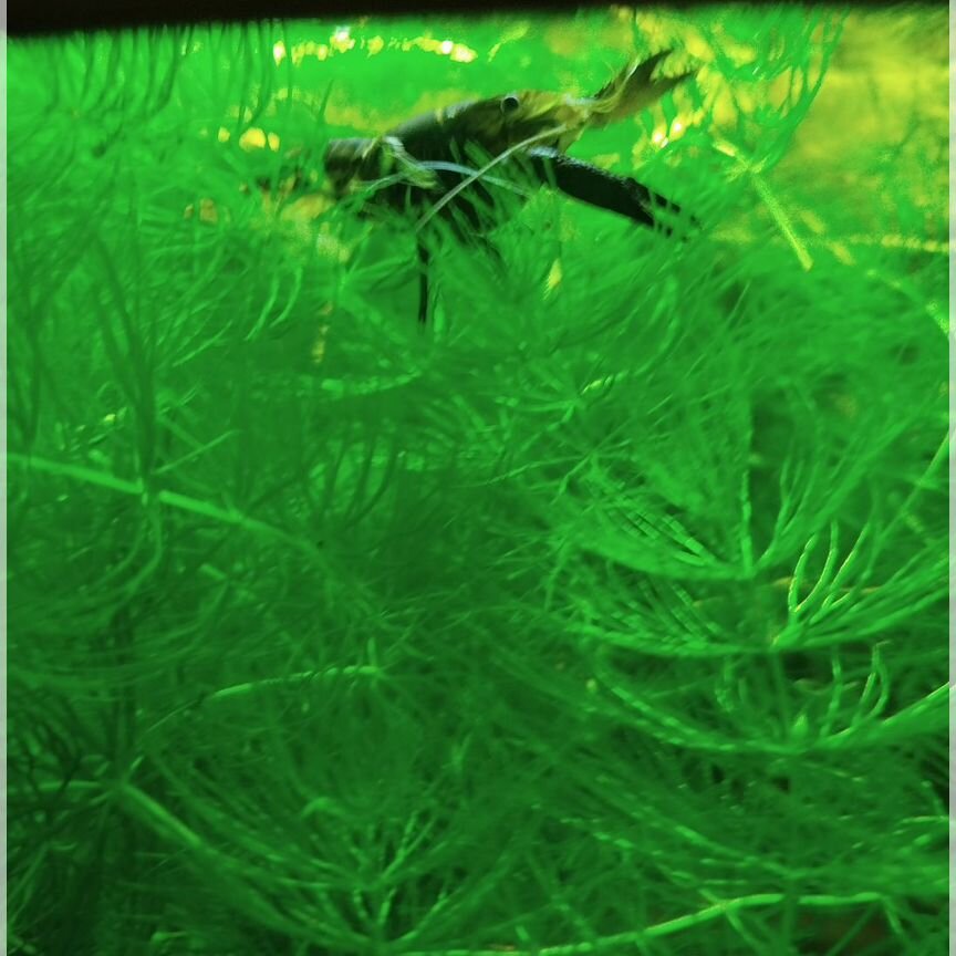 Роголистник в аквариум