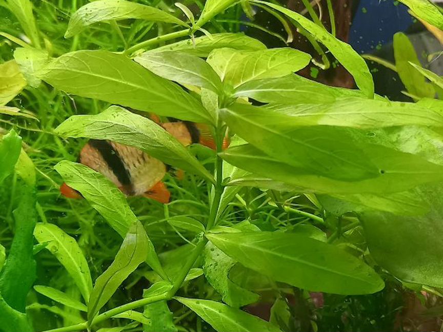 Гигрофила многосеменная