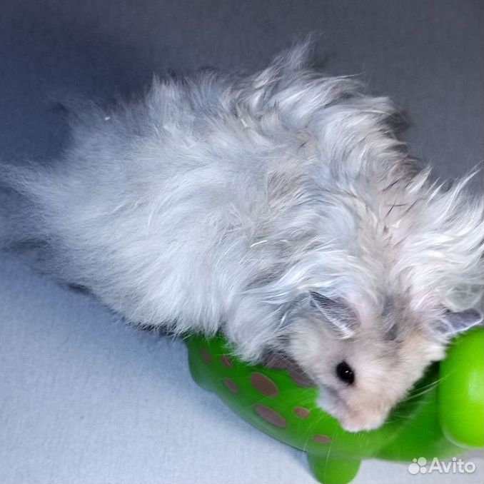 Хомяки блестящие сатиновые ангорские сатин