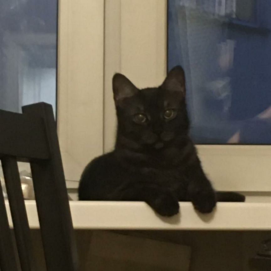 Кошка Фрида в добрые руки