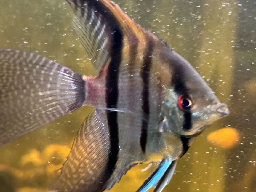 Аквариумные рыбки