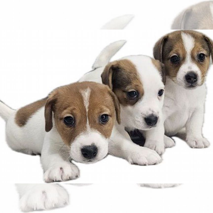 Джек-рассел-терьер, щенок