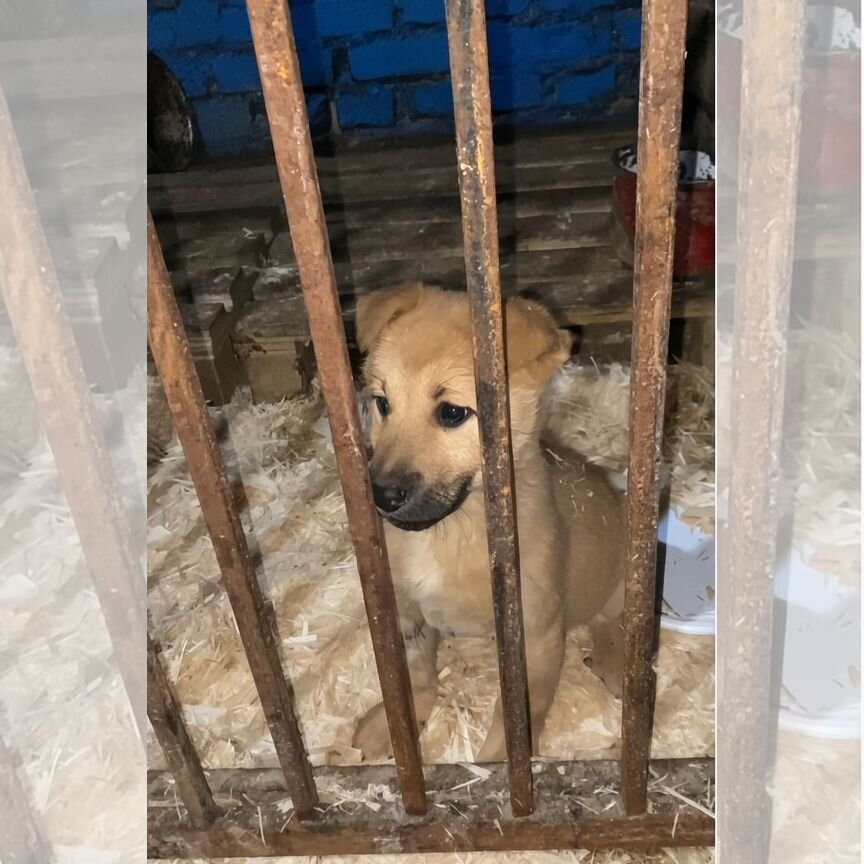 Щенок в добрые руки