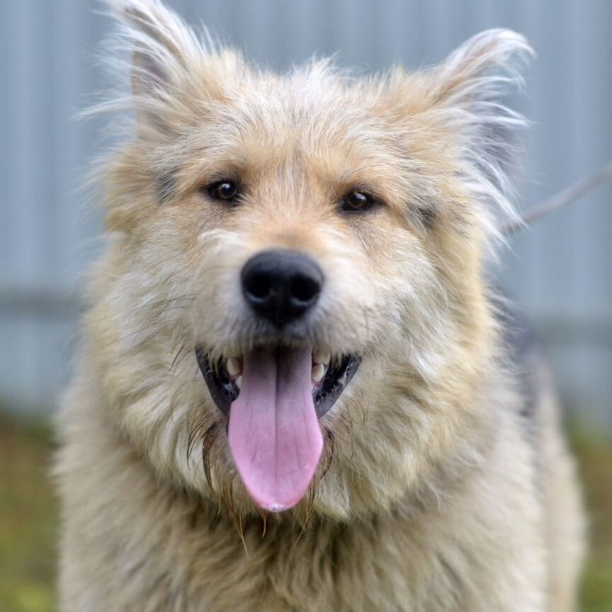 Взрослая собака в добрые руки