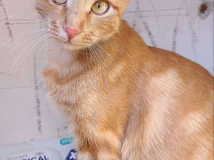 Кошка бесплатно