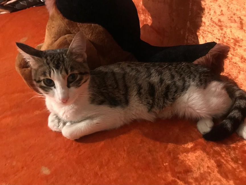 Котята помесь (бенгалы с майкуном)