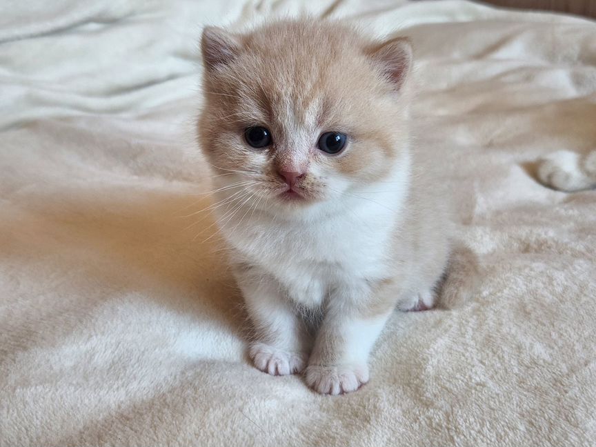 Британский кремовый котик