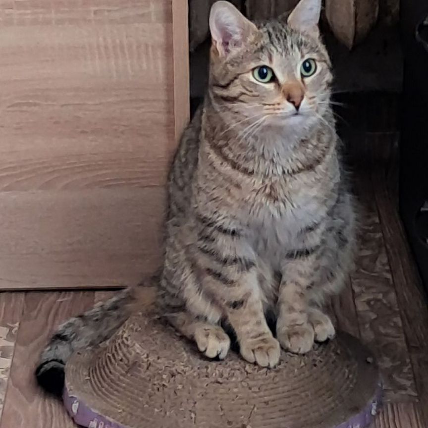 Взрослый кот в добрые руки