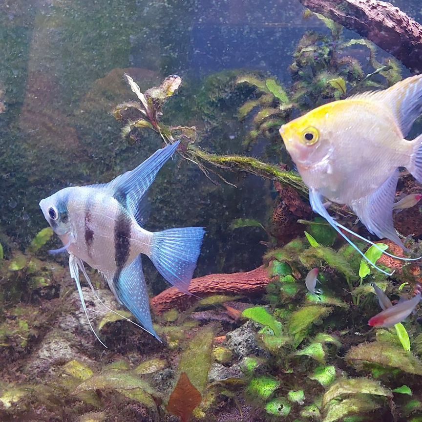 Аквариумные рыбки