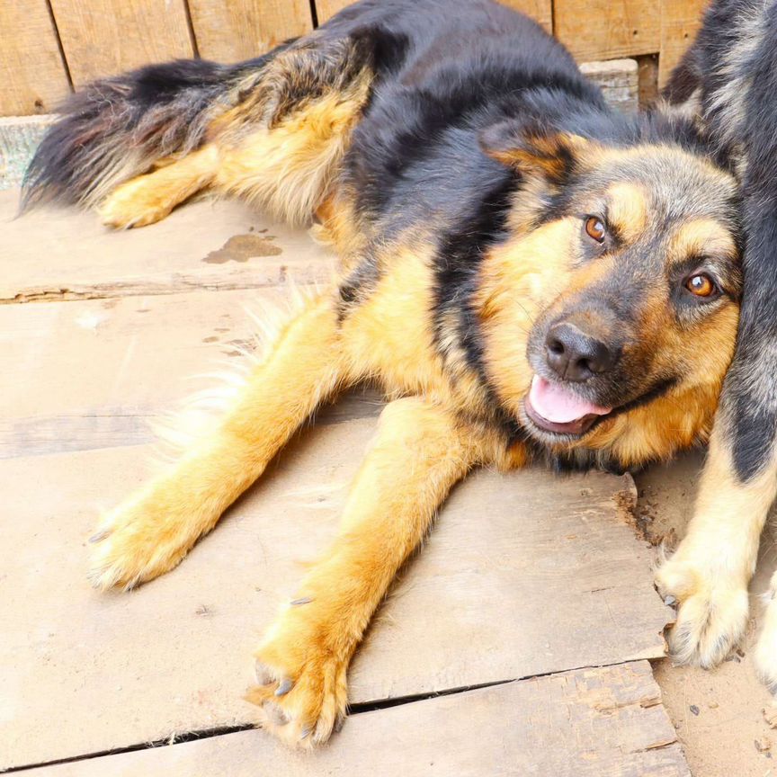 Собачка Берта