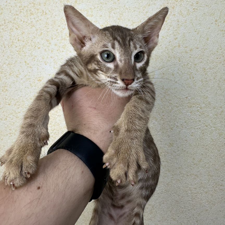 Ориентальный котик Сафрон